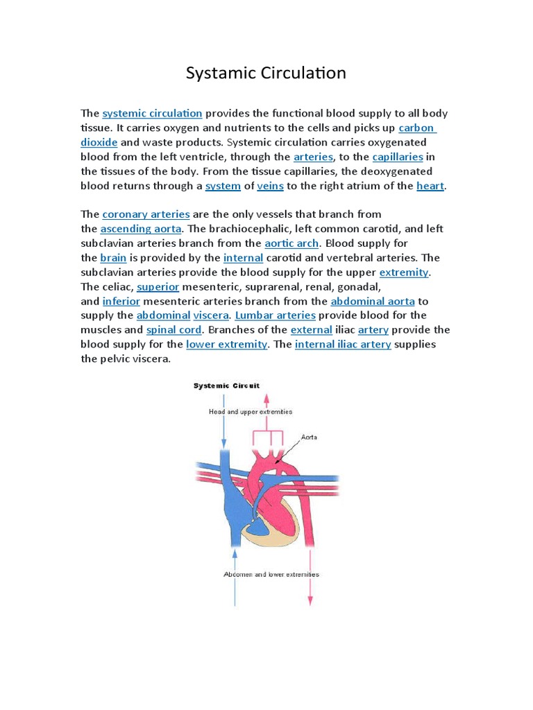 Systamic Circulation, Pulmonary Circulation | PDF