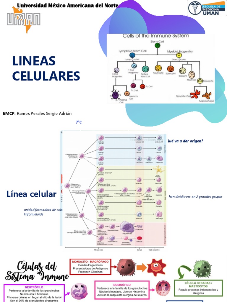 1.lineas Celulares Reumatologia | PDF | Linfocitos | Sistema inmune