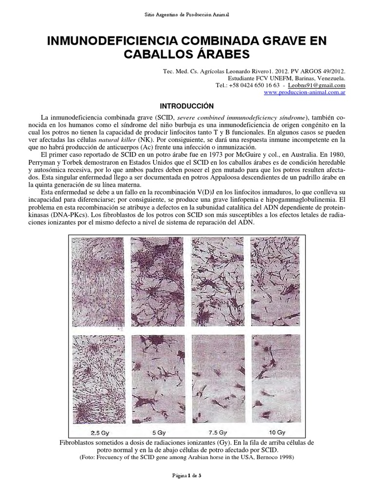 Inmunodeficiencia Combinada Grave en Potros Riverol y Col 2012 | PDF ...