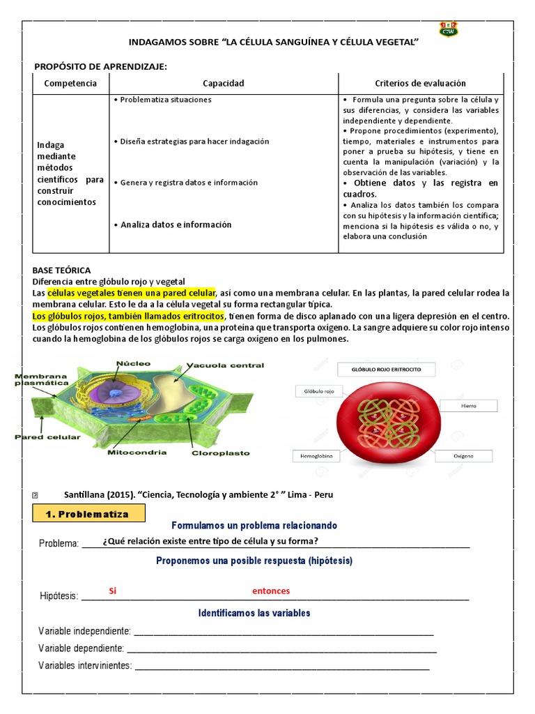 Ficha 04 Indaga Sobre La Rojo Pdf Glóbulo Rojo Biología Celular