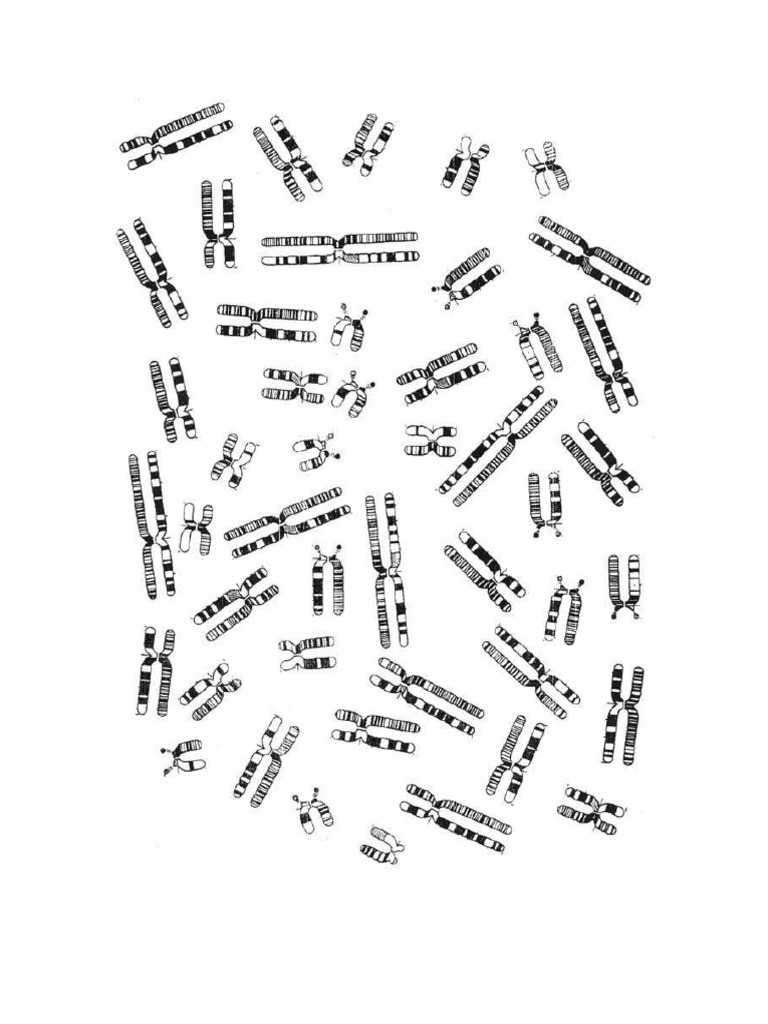 Estudio y Elaboración de Cariograma | PDF | Cariotipo | Cromosoma