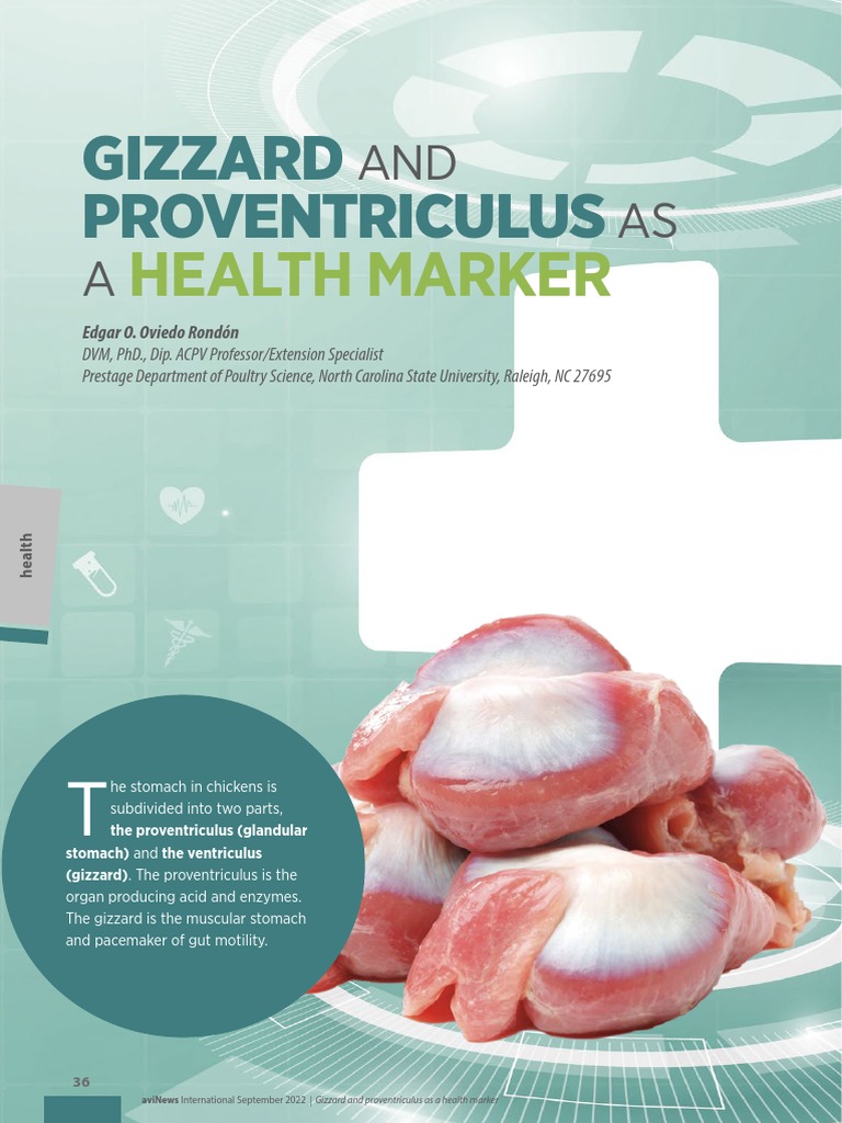 Gizzard Proventriculus Health Marker Avinews Int Sept 22 | PDF ...