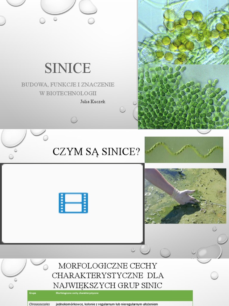 Sinice: Budowa, Funkcje I Znaczenie W Biotechnologii | PDF