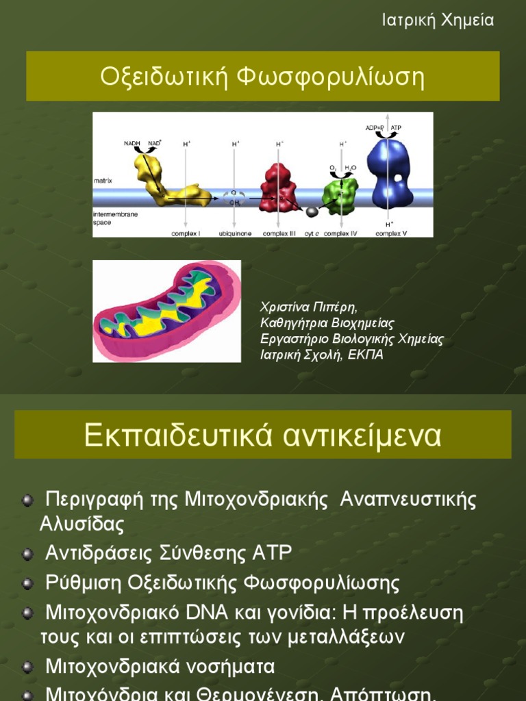 6. Οξειδωτική φωσφορυλίωση - Χ Πιπέρη | PDF