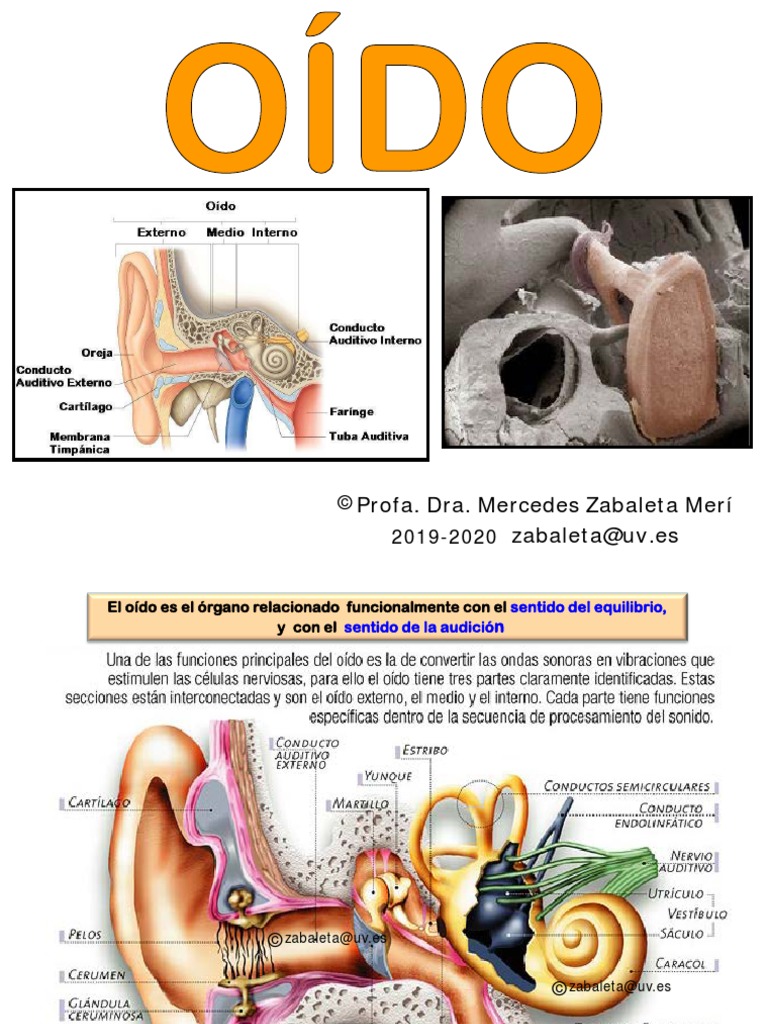 Oido Todo | PDF | Oído | Otorrinolaringología
