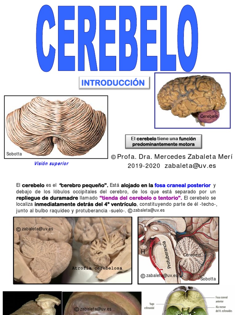 Cerebelo Todo | PDF | Cerebelo | Neurociencia