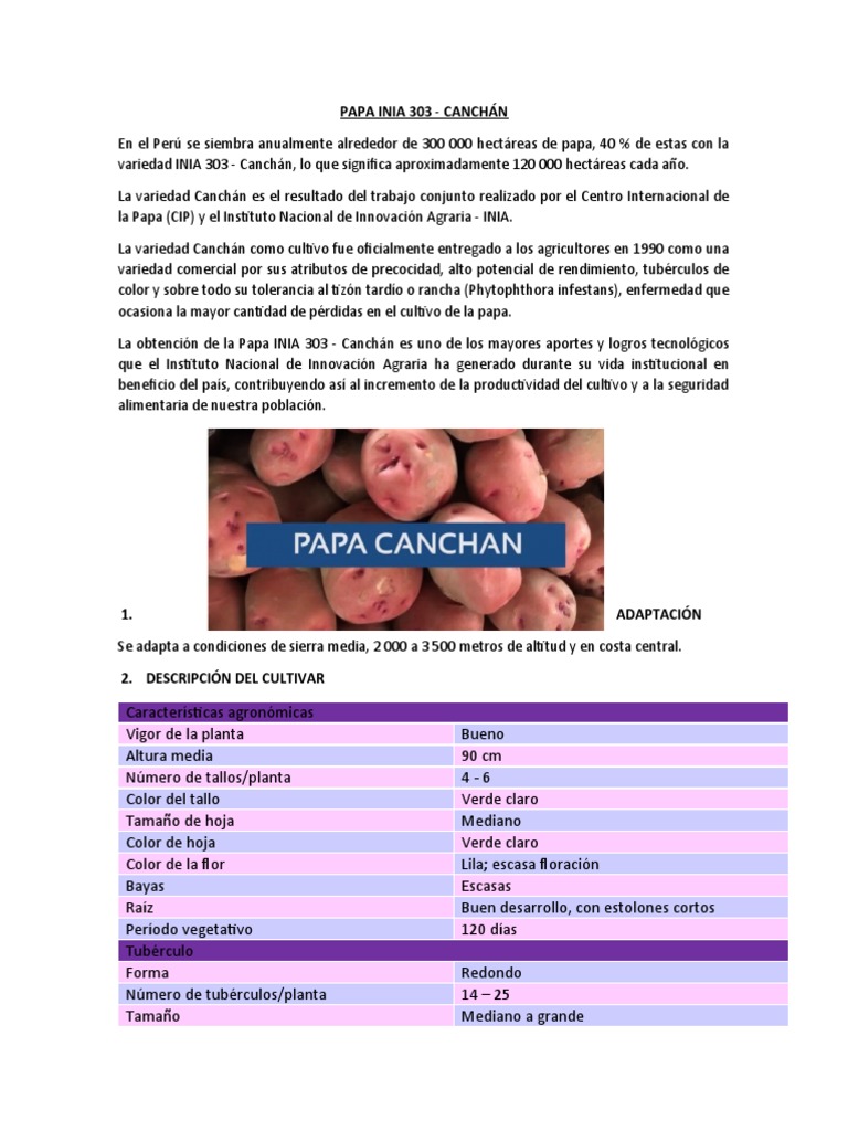 Papa Inia 303 | PDF | Patata | Agricultura