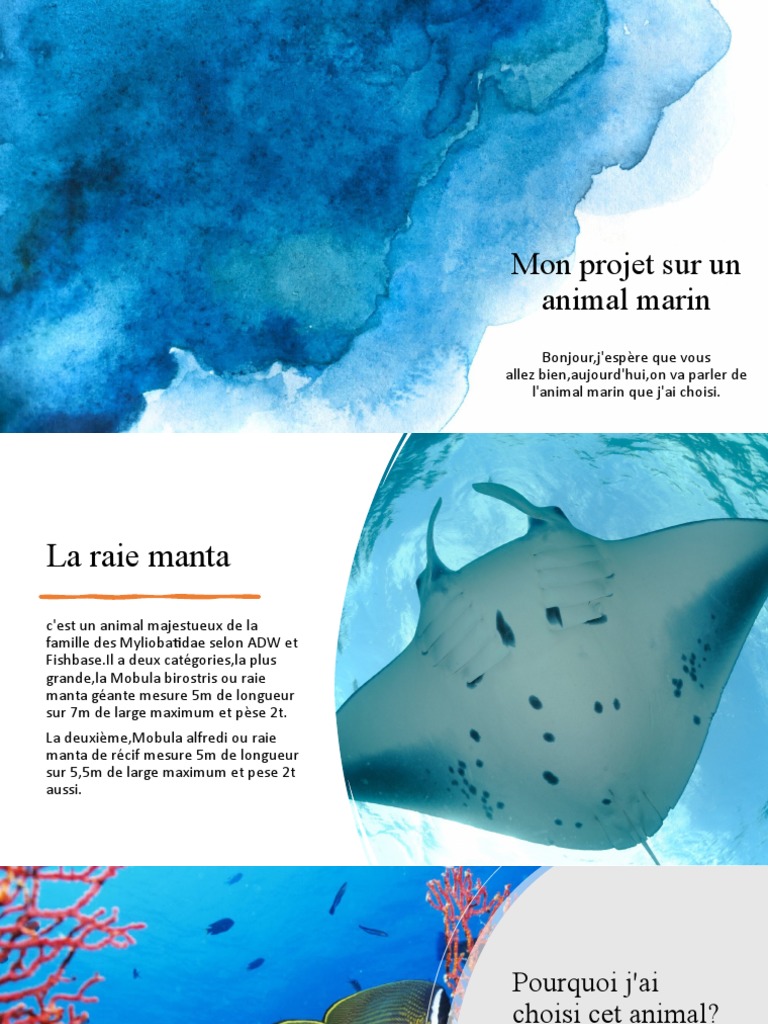 La Raie Manta : Caractéristiques et Habitat | PDF | Requins | Vertébrés