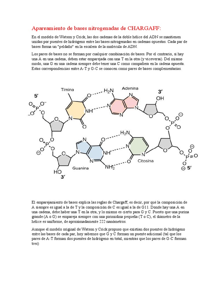 Aparemiento de Las Bases Nitrogenadas | PDF