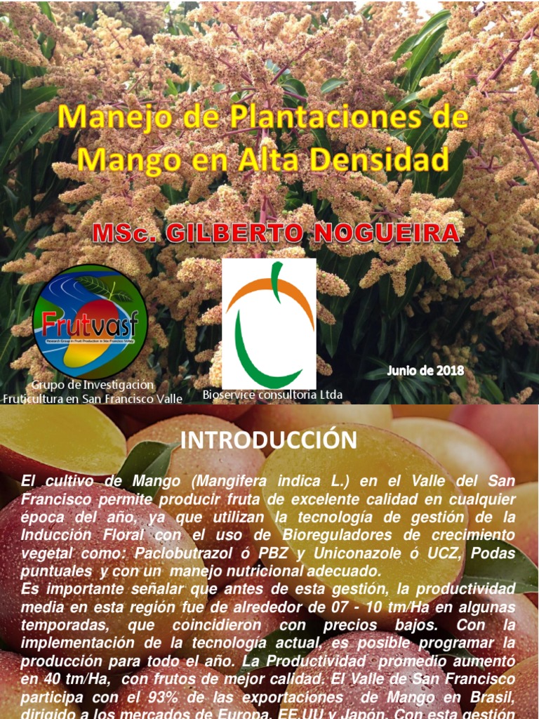 Manejo de Plantaciones de Mango en Altas Densidades | PDF | Raíz | Plantas