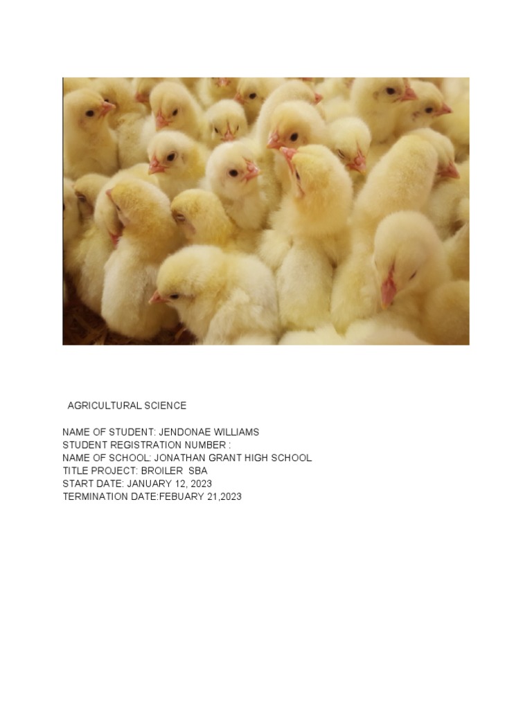 Agricultural Science Broiler Sba | PDF | Poultry Farming | Broiler