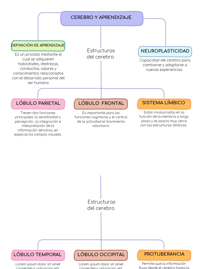 Esquema Cerebro Y Aprendizaje Pdf Memoria Aprendizaje