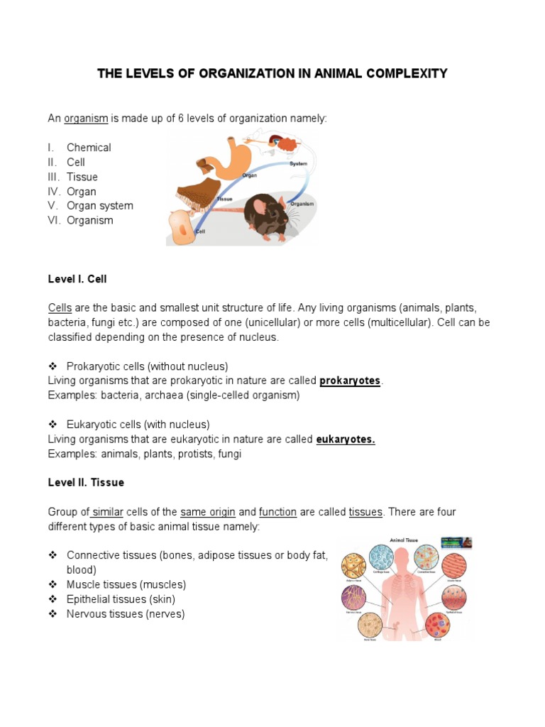 The Levels of Organization in Animal Complexity | PDF | Tissue (Biology) | Taxonomy (Biology)
