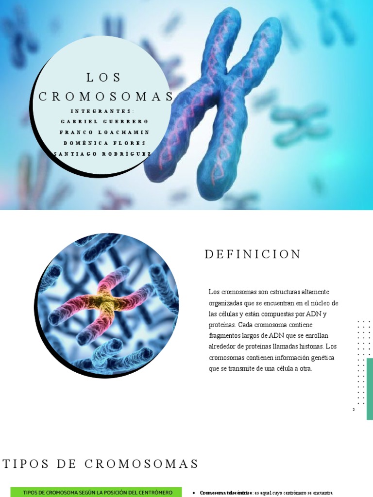 Los Cromosomas | PDF | Cromosoma | Biología