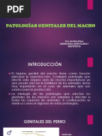 Anatomía y enfermedades del pene canino | PDF | Pene | Urología