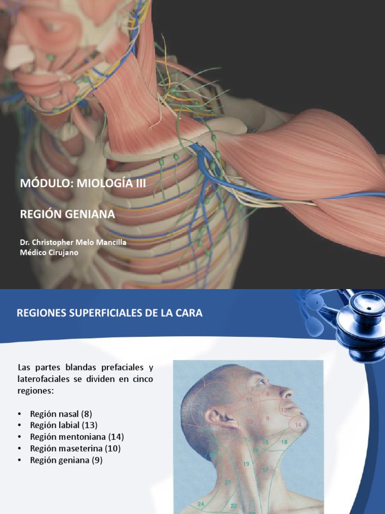 Anatomía de la Región Geniana | PDF | Nariz humana | Anatomia animal