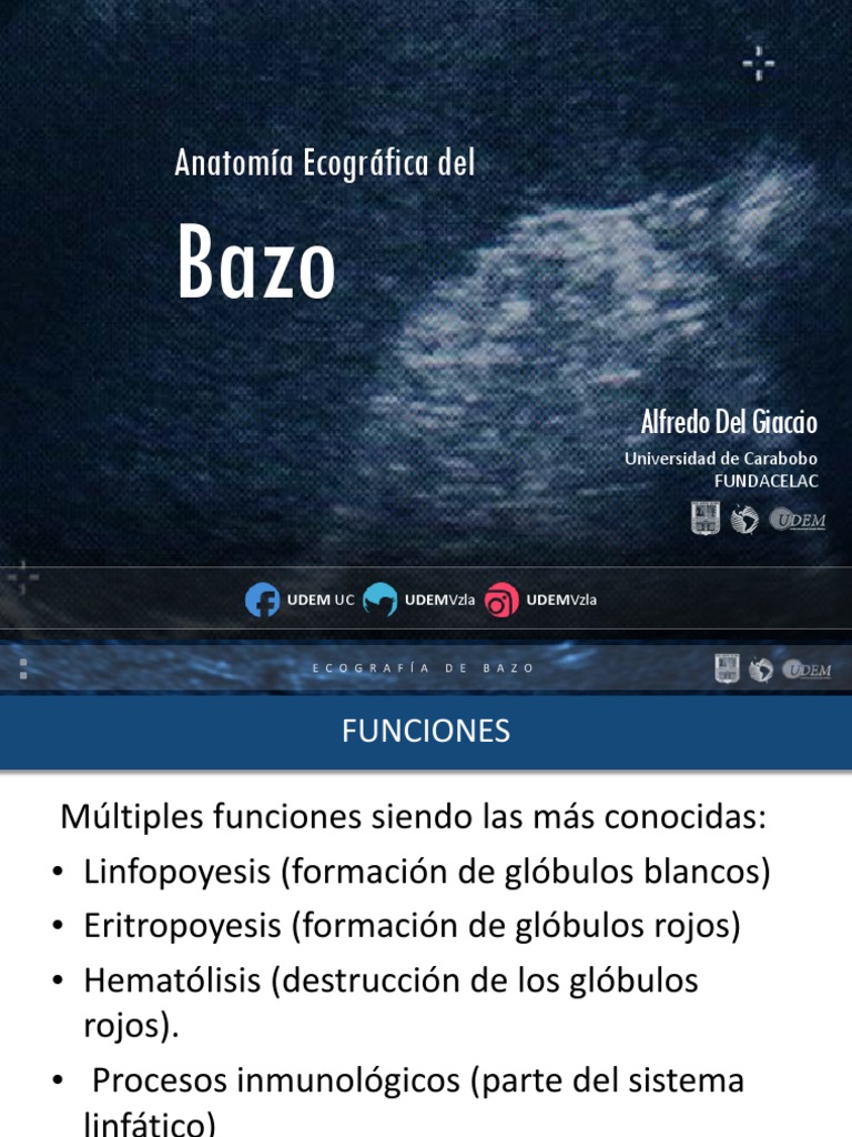 Anatomía y Ecografía del Bazo | PDF | Bazo | Morfología (biología)