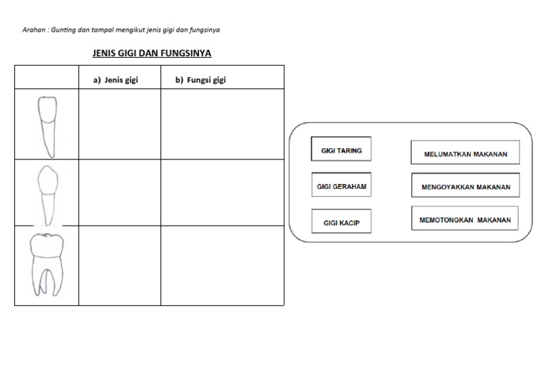 Jenis Gigi Dan Fungsinya | PDF