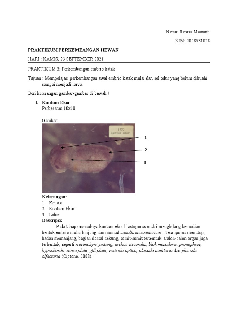 ILAROSA MAWANTI - 2008531028 - Praktikum III (Embriologi Katak) | PDF