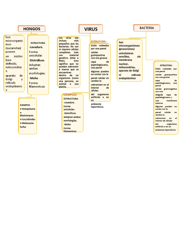 Diferencias entre hongos, bacterias y virus | PDF | Biología Celular ...
