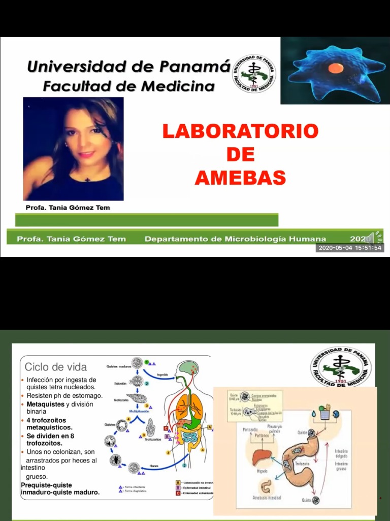 Clase de Lab Amebas | PDF