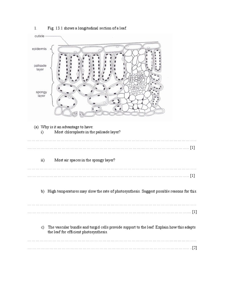 Bio Test F5 | PDF | Leaf | Photosynthesis