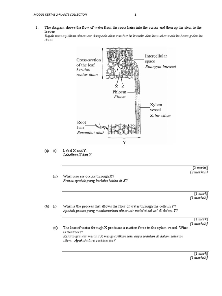 Modul K2-Plant Collection | PDF
