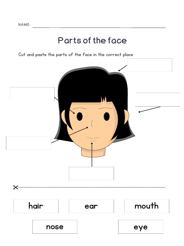 Parts of the Face Worksheet | PDF