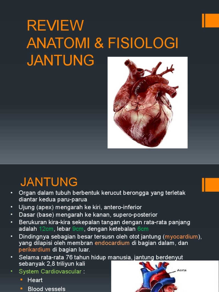 Review Anatomi Fisiologi Jantung | PDF