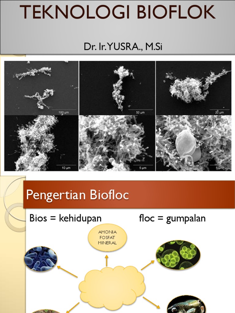 Bioteknologi Bioflok 2022 | PDF