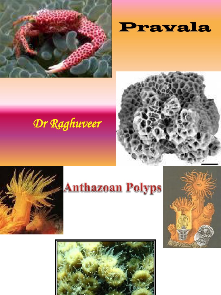 Pravala: DR Raghuveer | PDF | Cooking, Food & Wine | Wellness