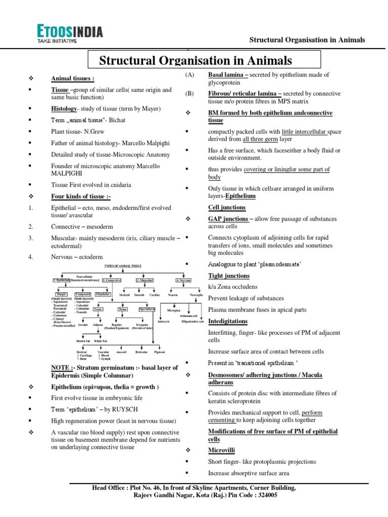 Class 11 Notes on Animal Structure | PDF | Epithelium | Bone