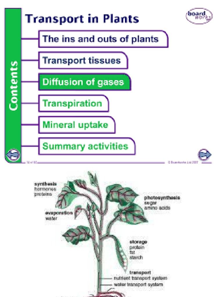 Transport in Plants | PDF