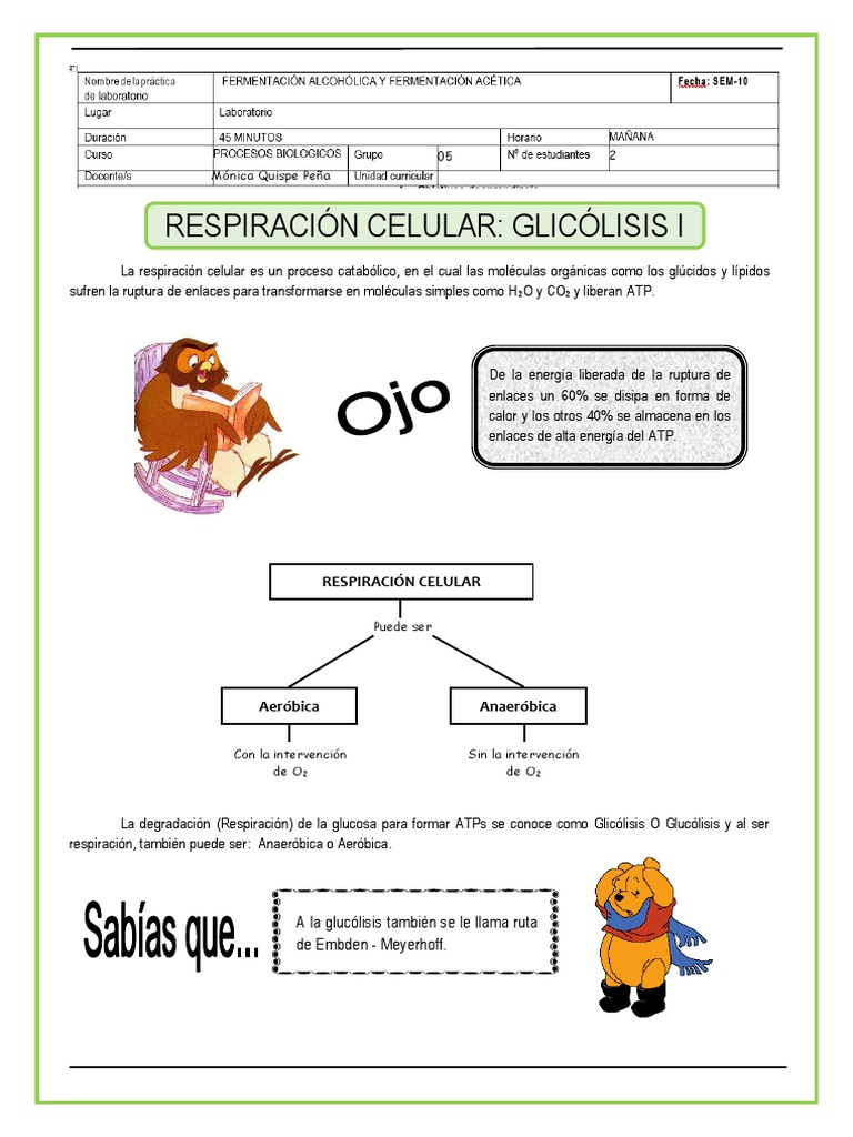 Guia de Laboratorio Seman 10 Respiracion Celular | PDF | Respiración celular | Glucólisis