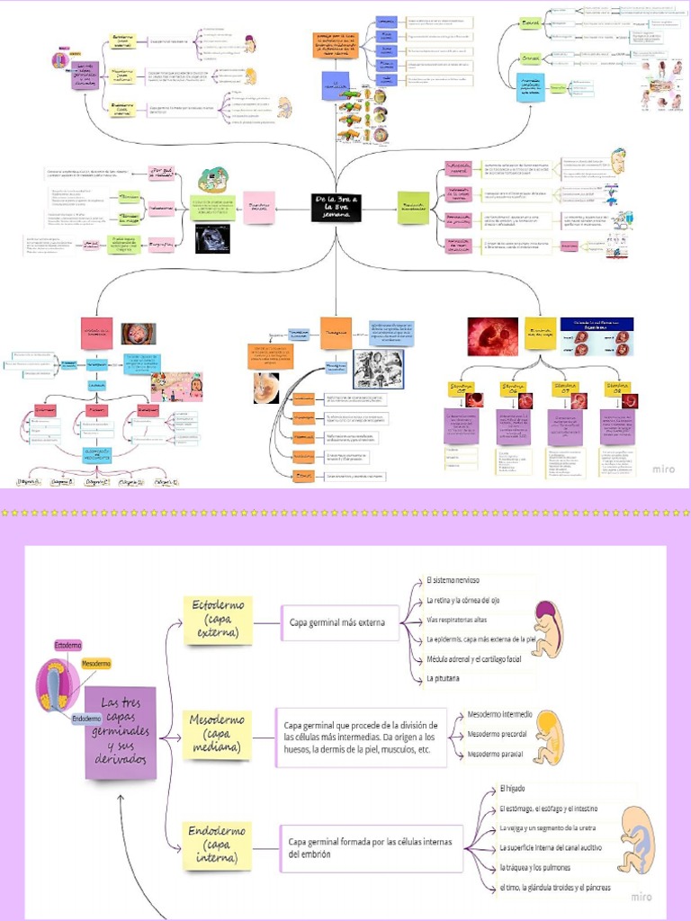 Esquemas de Embriología | PDF