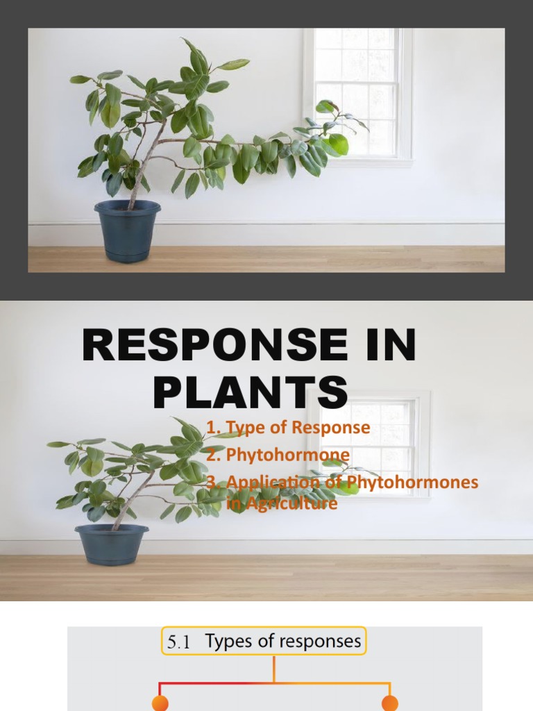 F5 Chapter 5 Response in Plants | PDF | Auxin | Root