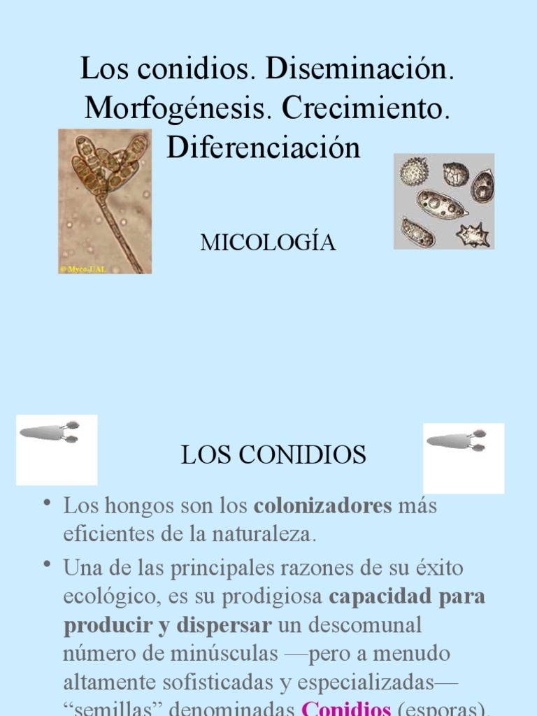 Conidios: Dispersión y Morfogénesis | PDF | Morfogénesis | Hongo