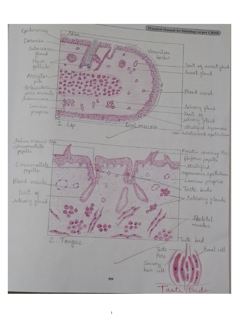 Histology Diagrams | PDF