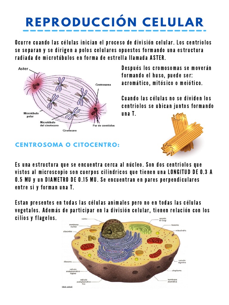 Reproduccion celular | PDF