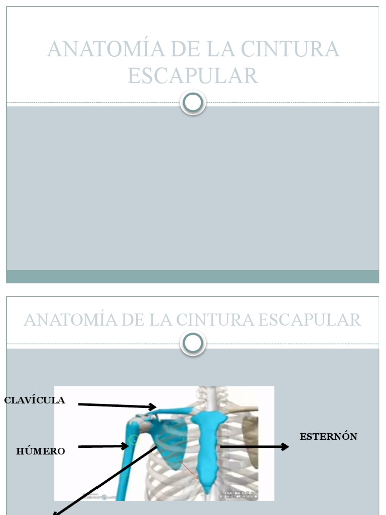 Anatomía de La Cintura Escapular | PDF