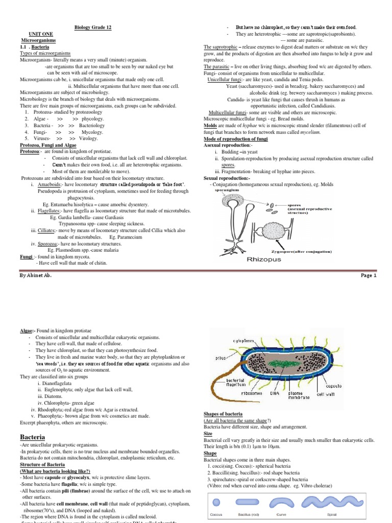 Biology Grade 12 Unit One (Microbiology) | PDF | Virus | Bacteria