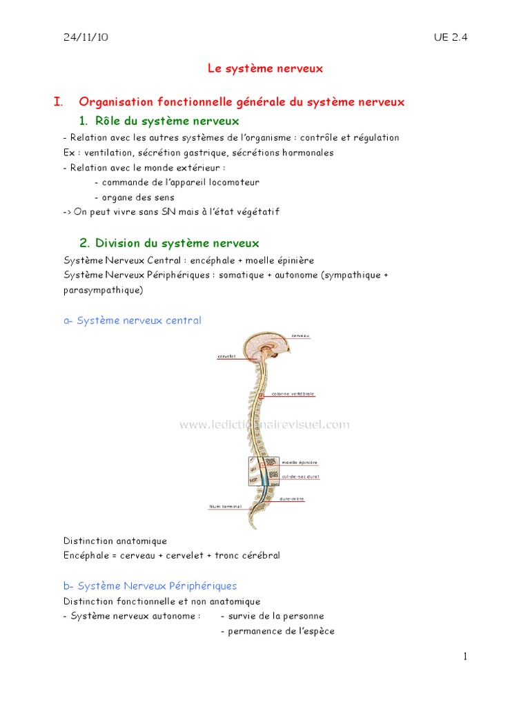 Le Syste0300me Nerveux | PDF | Système nerveux | Neurone
