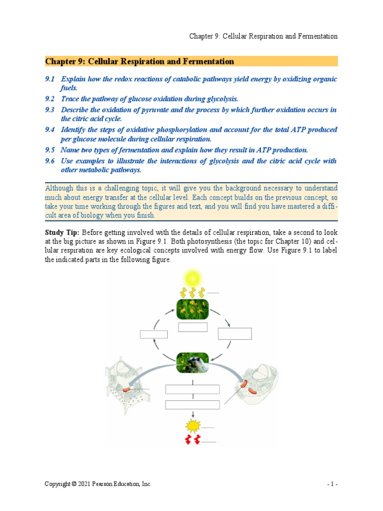 CH 9 Reading Guide | PDF | Cellular Respiration | Glycolysis