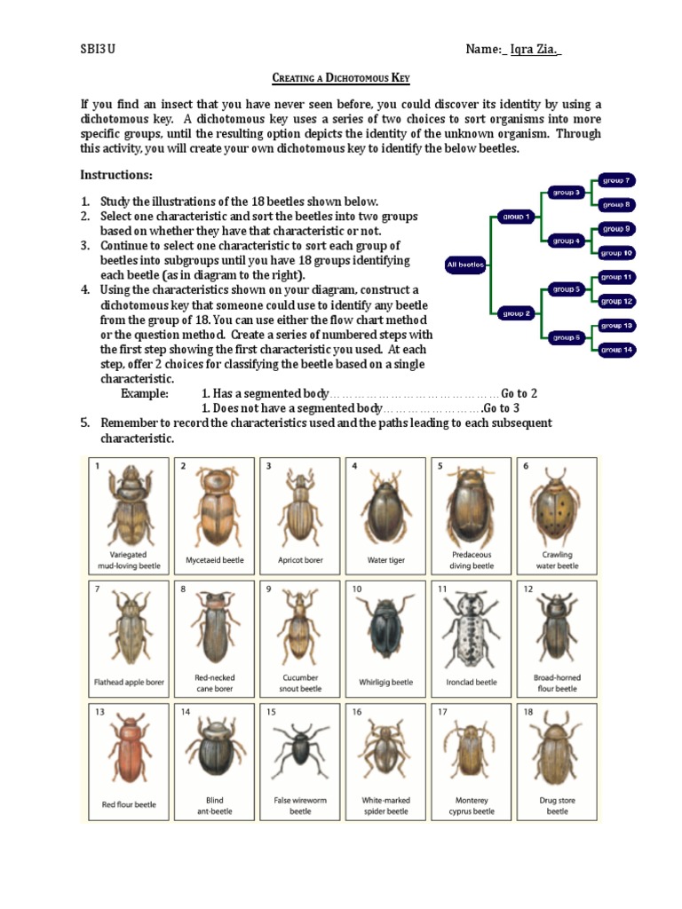 Creating A Dichotomous Key | PDF