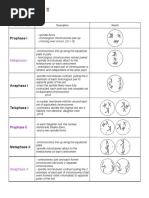 Mitosis Virtual Lab Answer Sheet Part2 | PDF | Mitosis | Cell Cycle