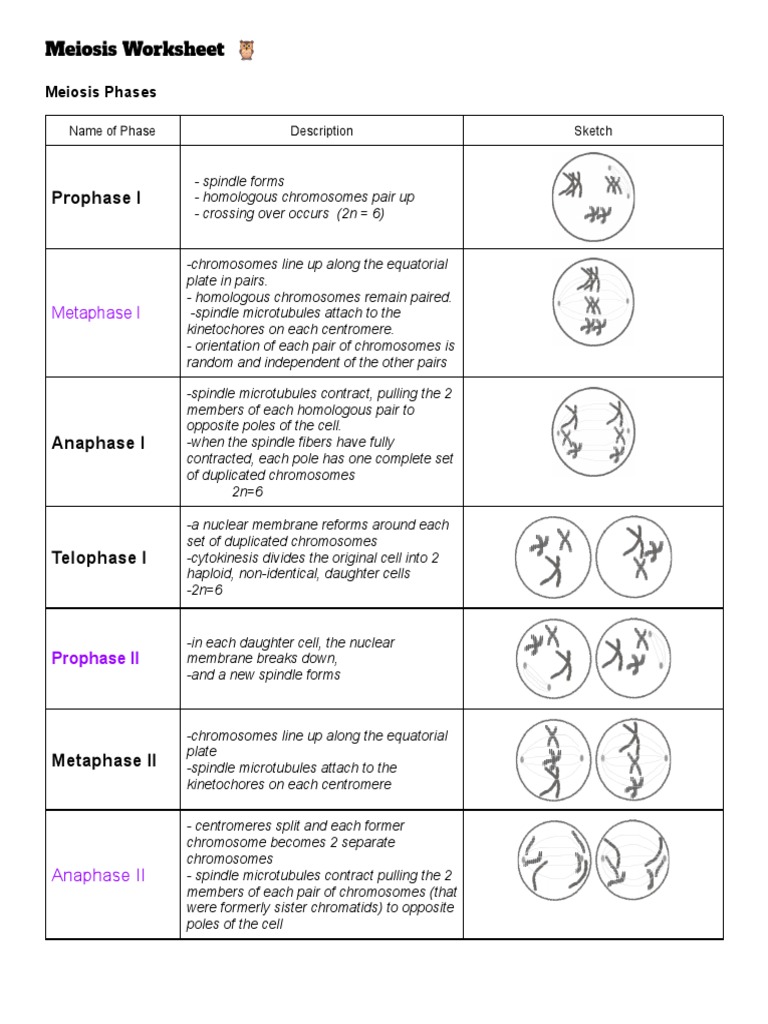 Meiosis Worksheet | Download Free PDF | Meiosis | Ploidy