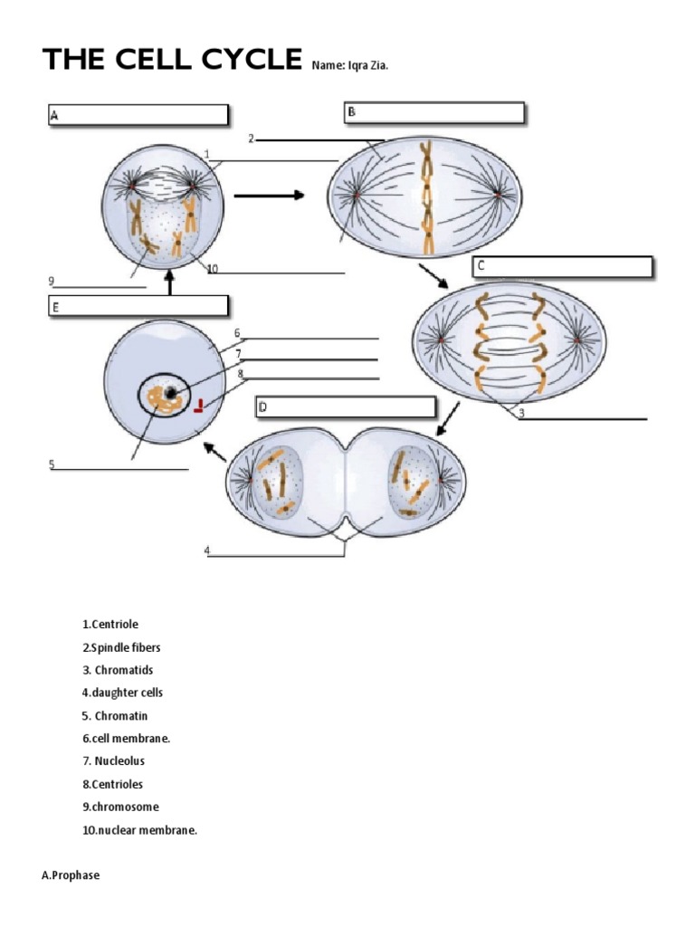Cell Cycle Labeling Pdf