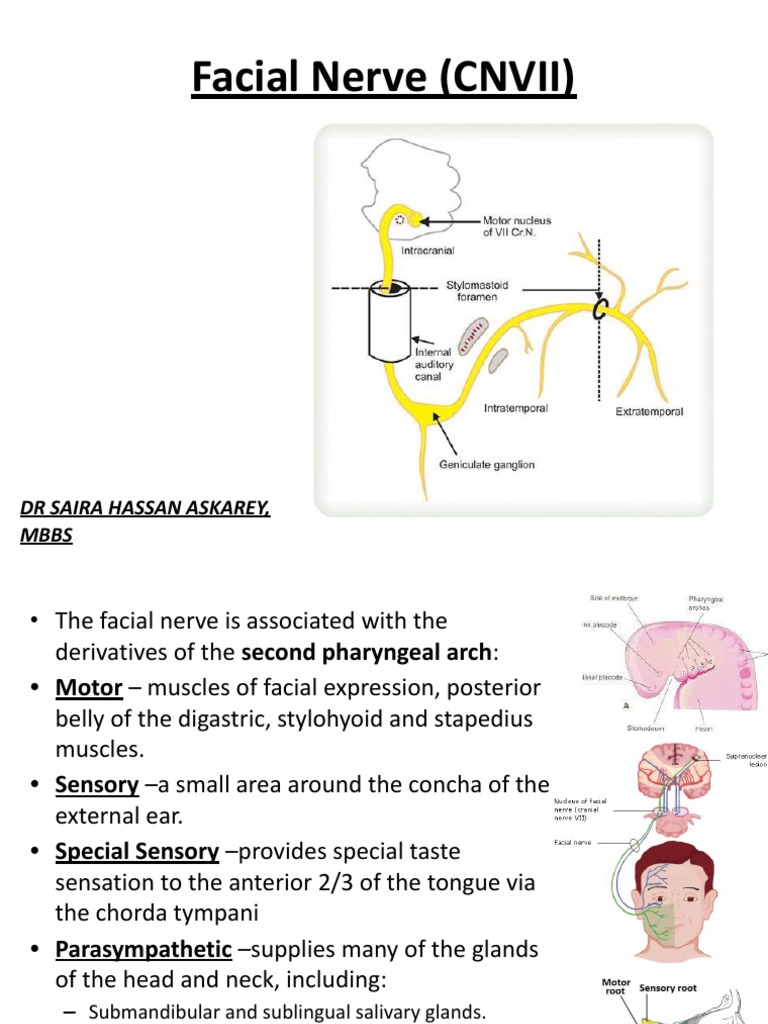 Lect11-Facial Nerve (CNVII) | PDF | Anatomy | Neuroanatomy