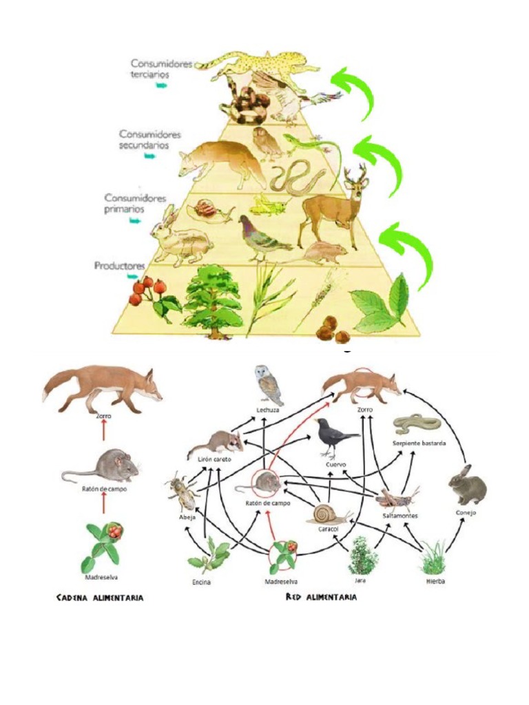 Red y Cadena Trofica | PDF