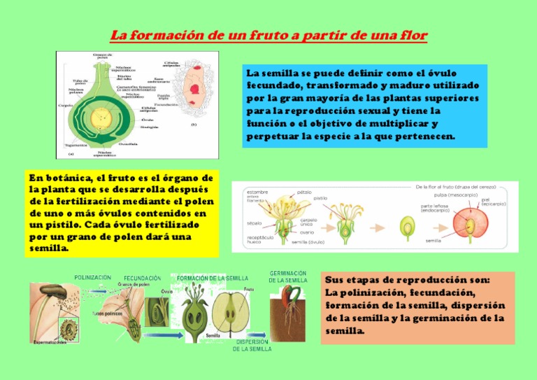 La formación de un fruto a partir de una flor - Infografía CyT | PDF
